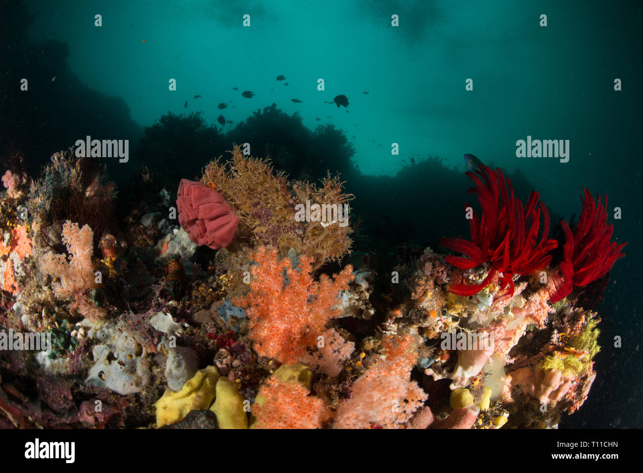 Scuba diving in North Sulawesi Stock Photo - Alamy