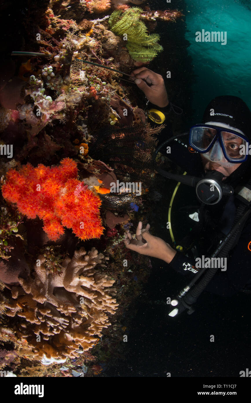 Scuba diving in North Sulawesi Stock Photo - Alamy