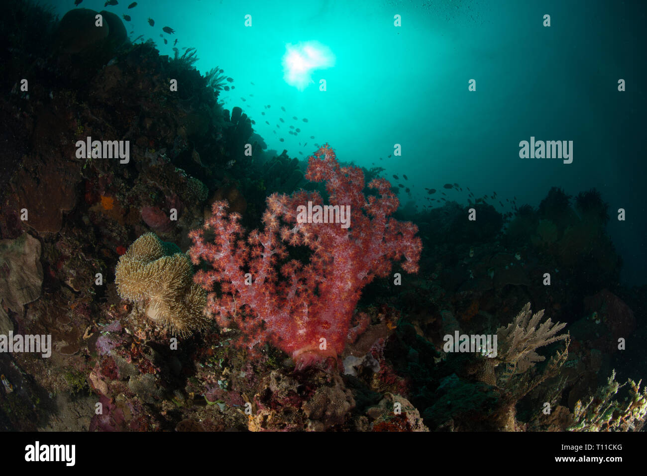Scuba diving in North Sulawesi Stock Photo - Alamy