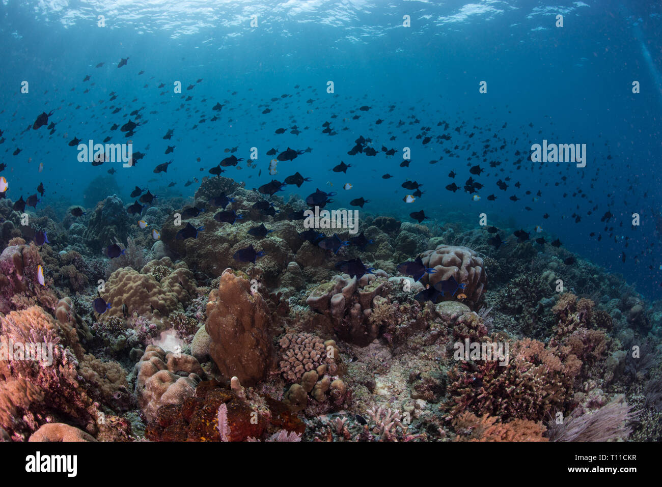 Scuba diving in North Sulawesi Stock Photo - Alamy