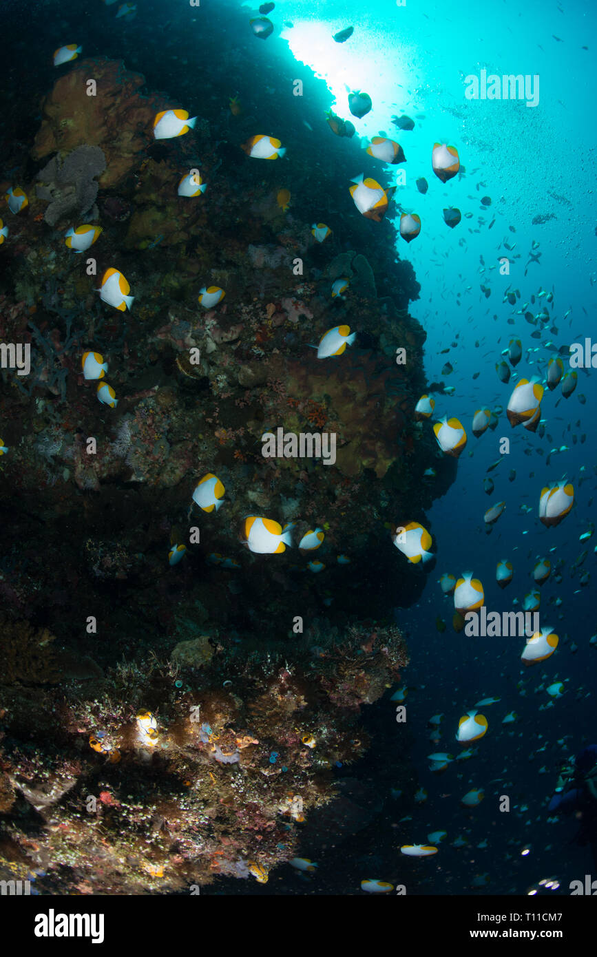 Scuba diving in North Sulawesi Stock Photo - Alamy