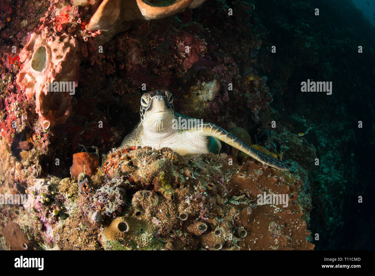 Scuba diving in North Sulawesi Stock Photo - Alamy