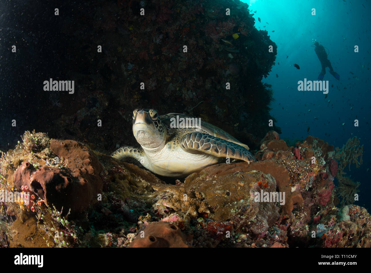 Scuba diving in North Sulawesi Stock Photo - Alamy
