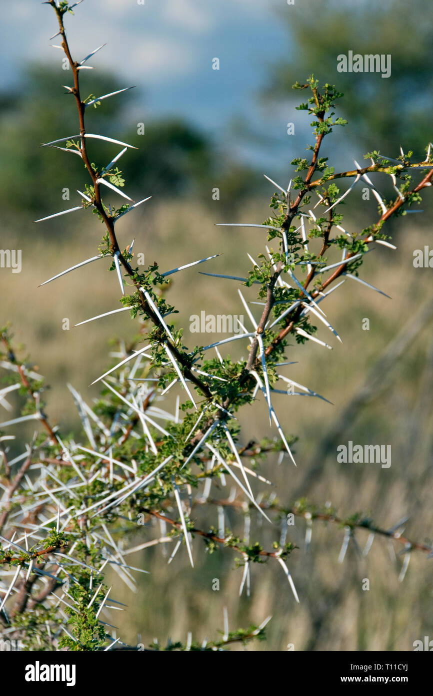 Long thorns grow on a plant in Etosha National Park, Namibia Stock ...