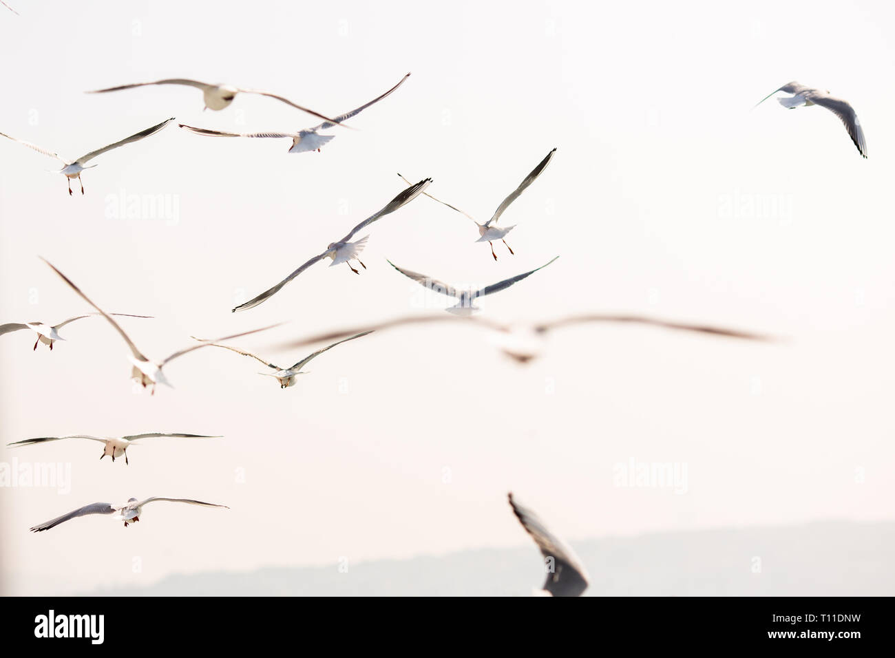 Photo of many seagulls flying in sky, blurred background Stock Photo ...