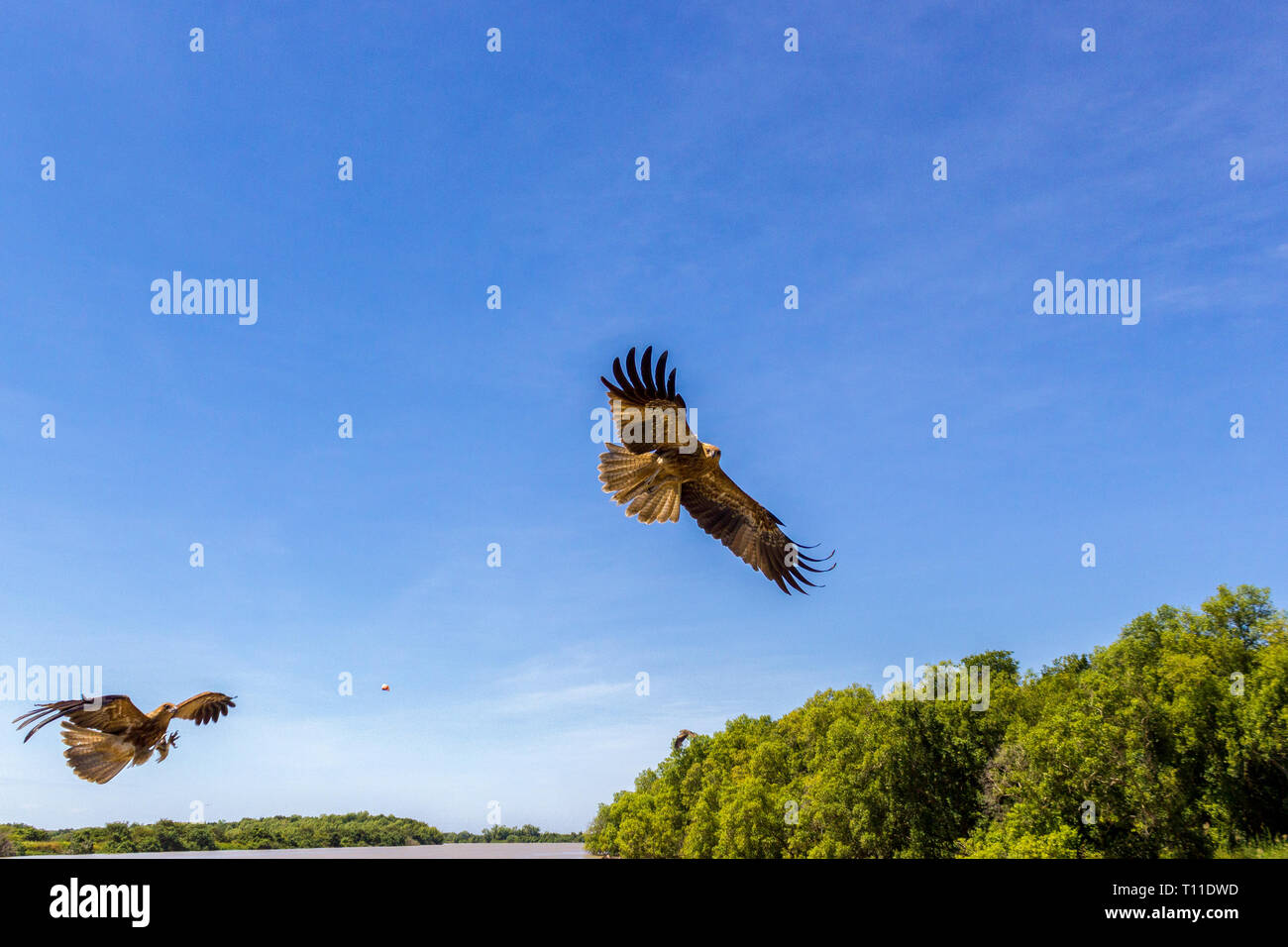 An adult red-tailed hawk flies into the sun on a bright blue sky day ...