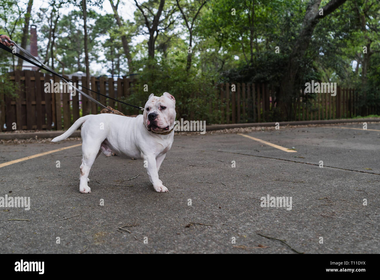 American bullies dog hi-res stock photography and images - Alamy
