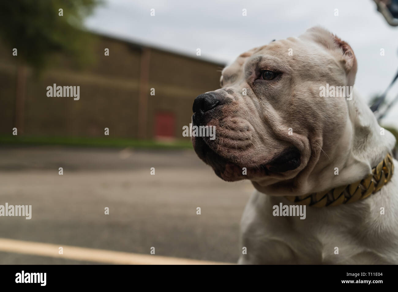 American bullies dog hi-res stock photography and images - Alamy