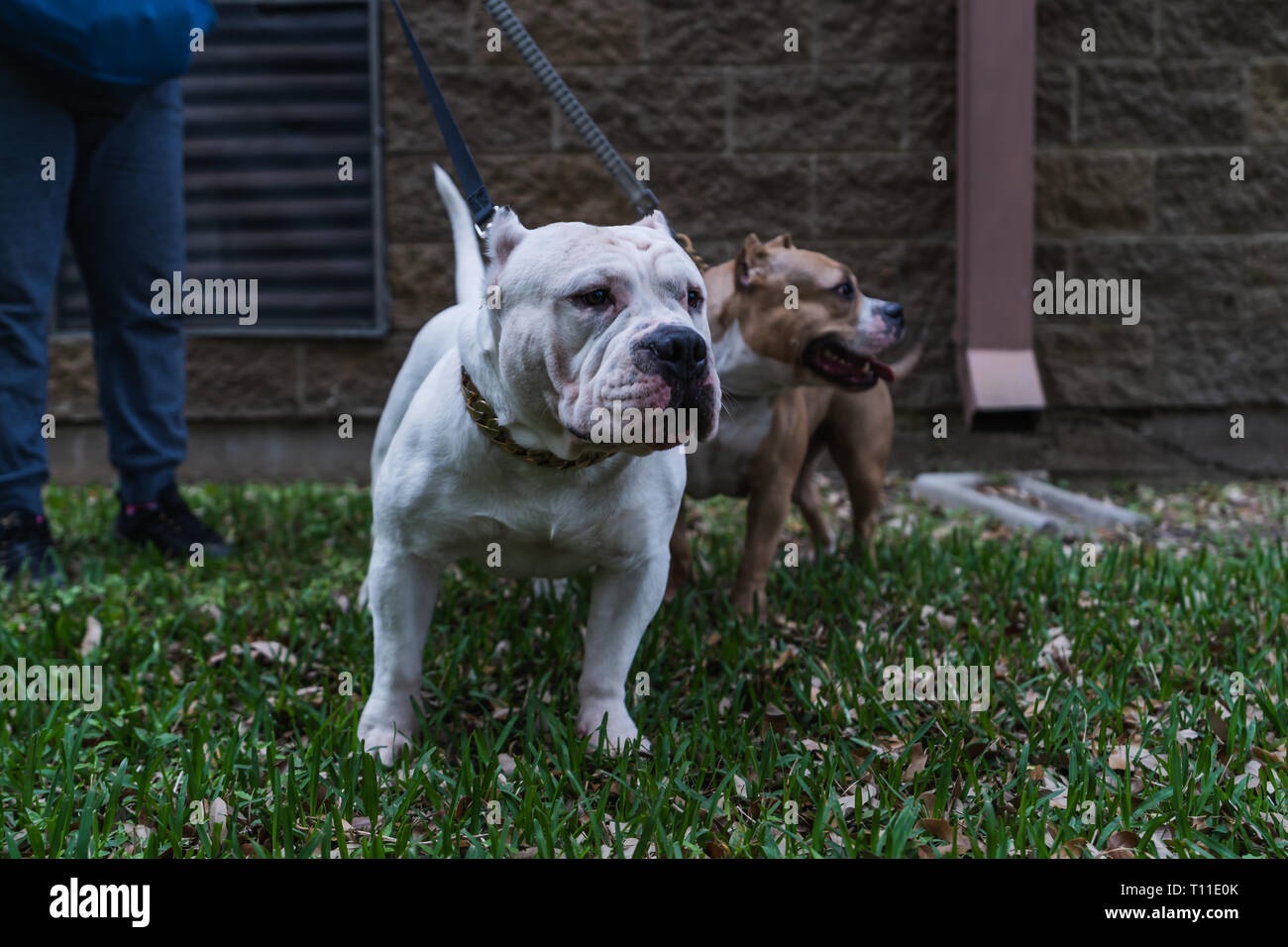 American bully breed dogs hi-res stock photography and images - Alamy