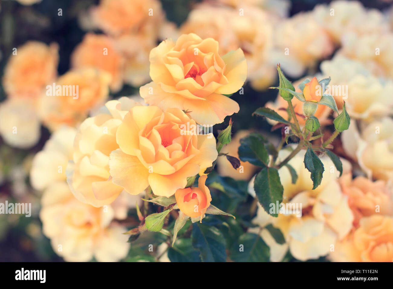 Perfect yellow rose flowers Stock Photo - Alamy