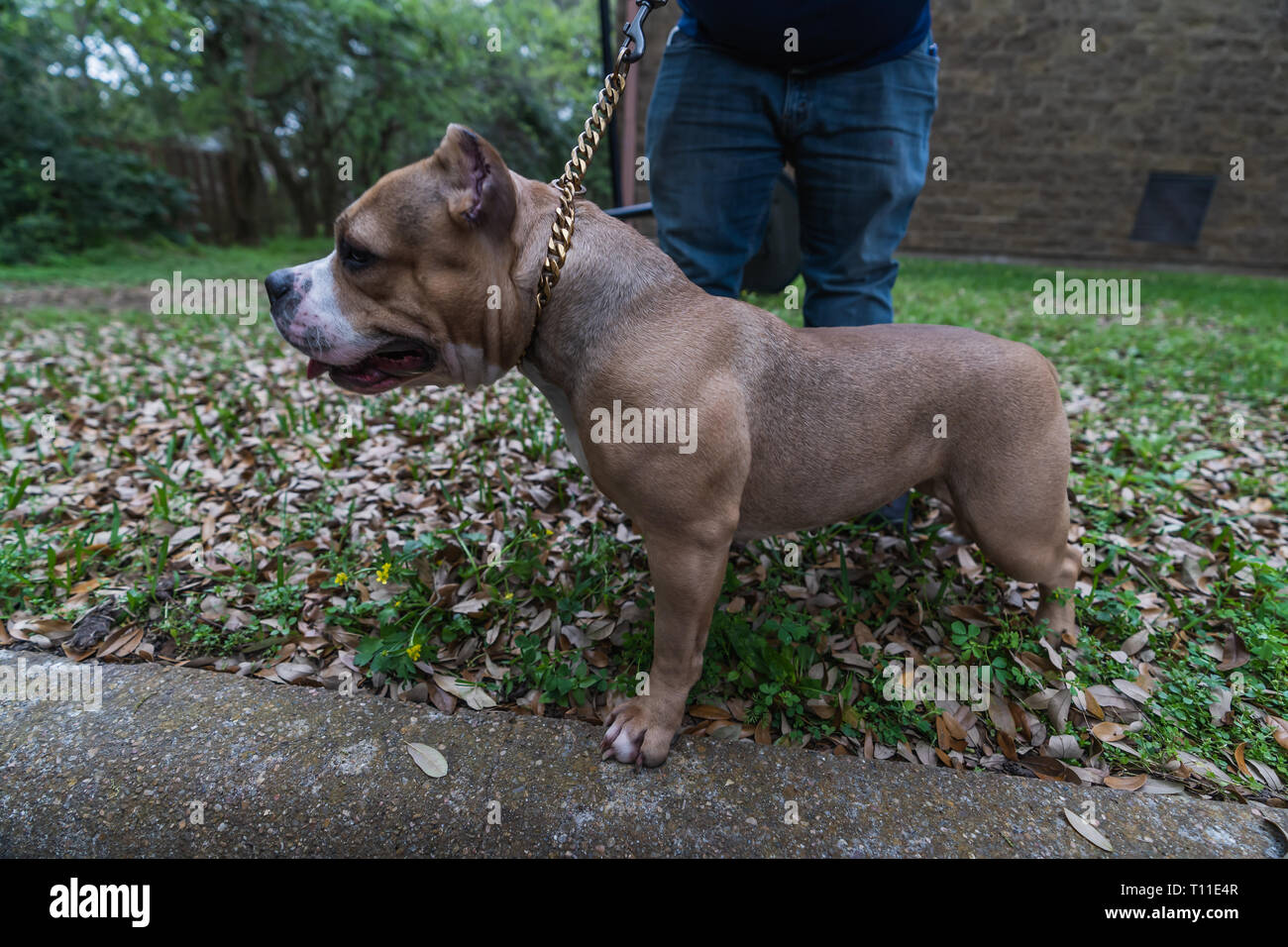 American bullies dog hi-res stock photography and images - Alamy
