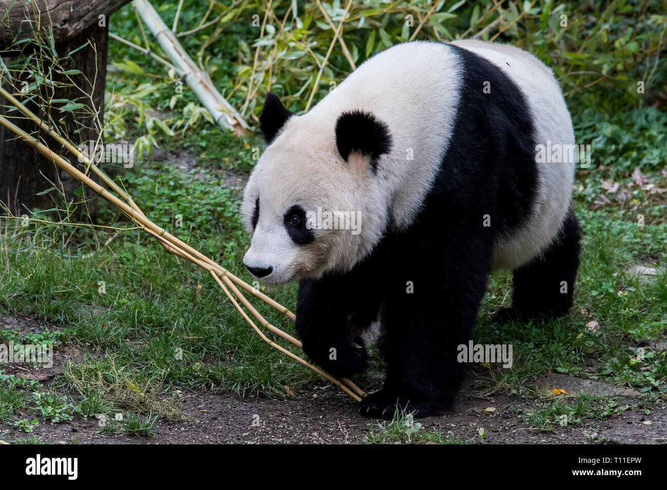 A female giant panda walks with her head down Stock Photo - Alamy