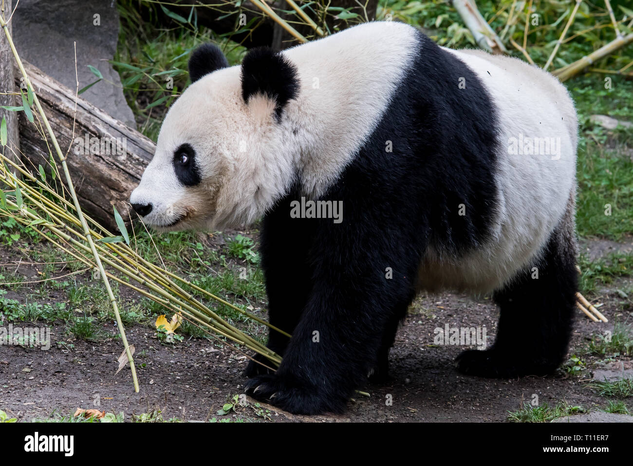 Female giant panda nature hi-res stock photography and images - Alamy