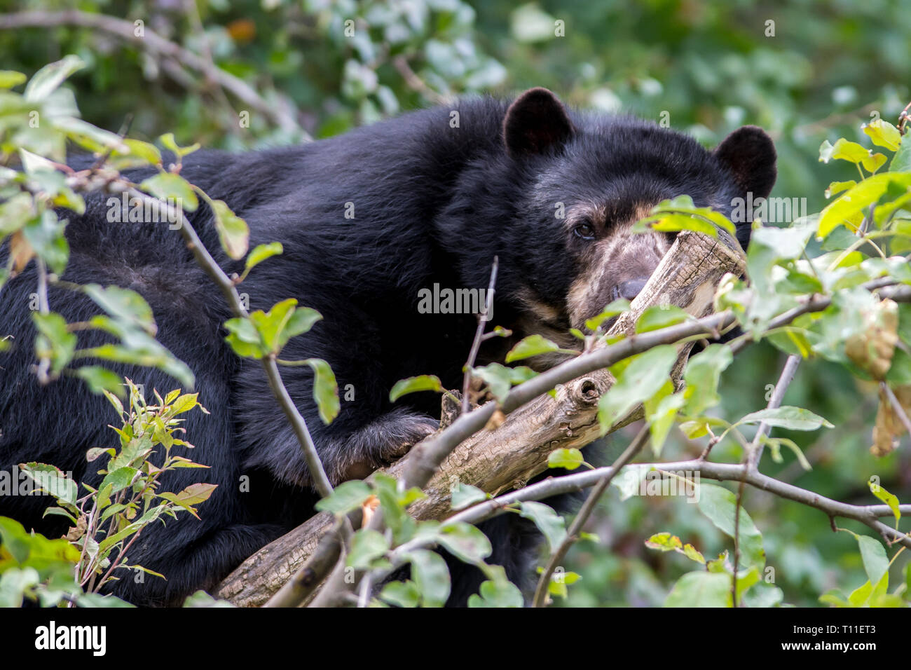 Asian sun bear eating hi-res stock photography and images - Alamy