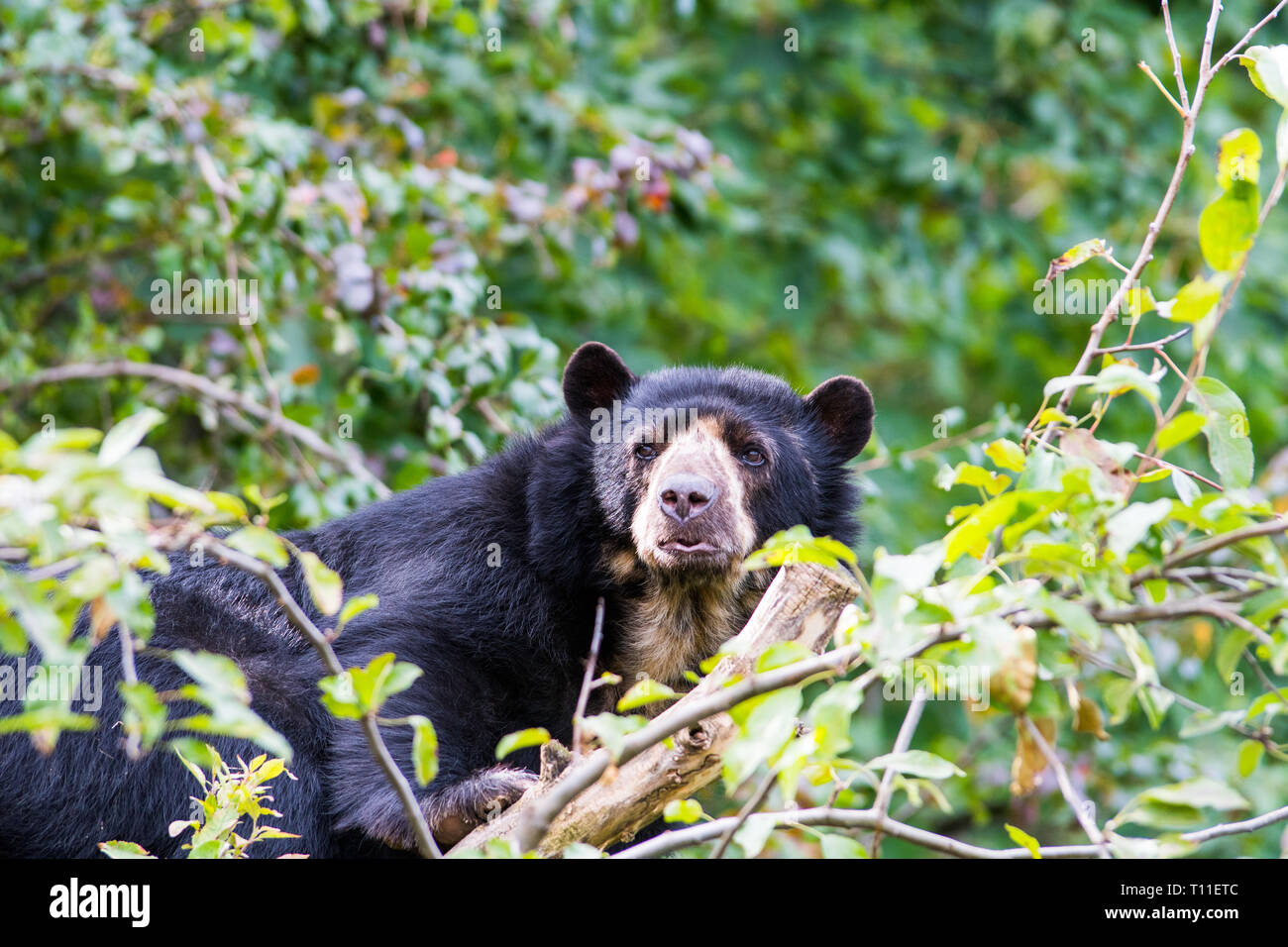 A sun bear stares at something out of shot, after climbing a tree Stock ...