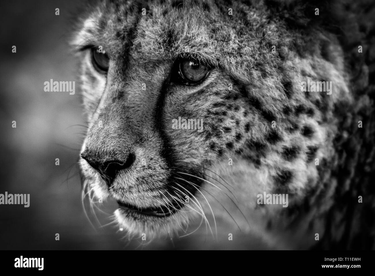 Cheetah markings Black and White Stock Photos & Images - Alamy
