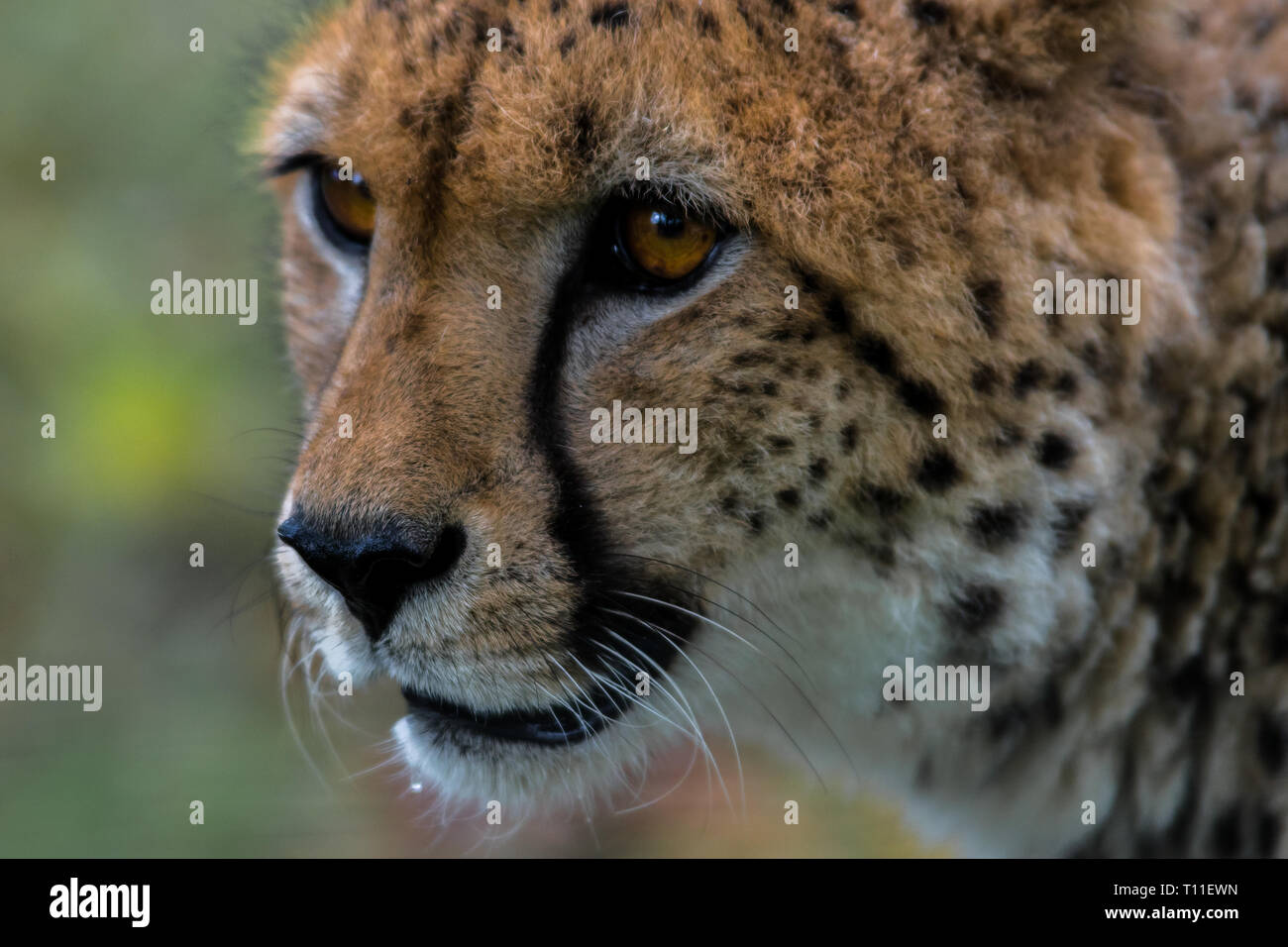Why Does A Cheetah Have Tear Marks? – AEUWNJ