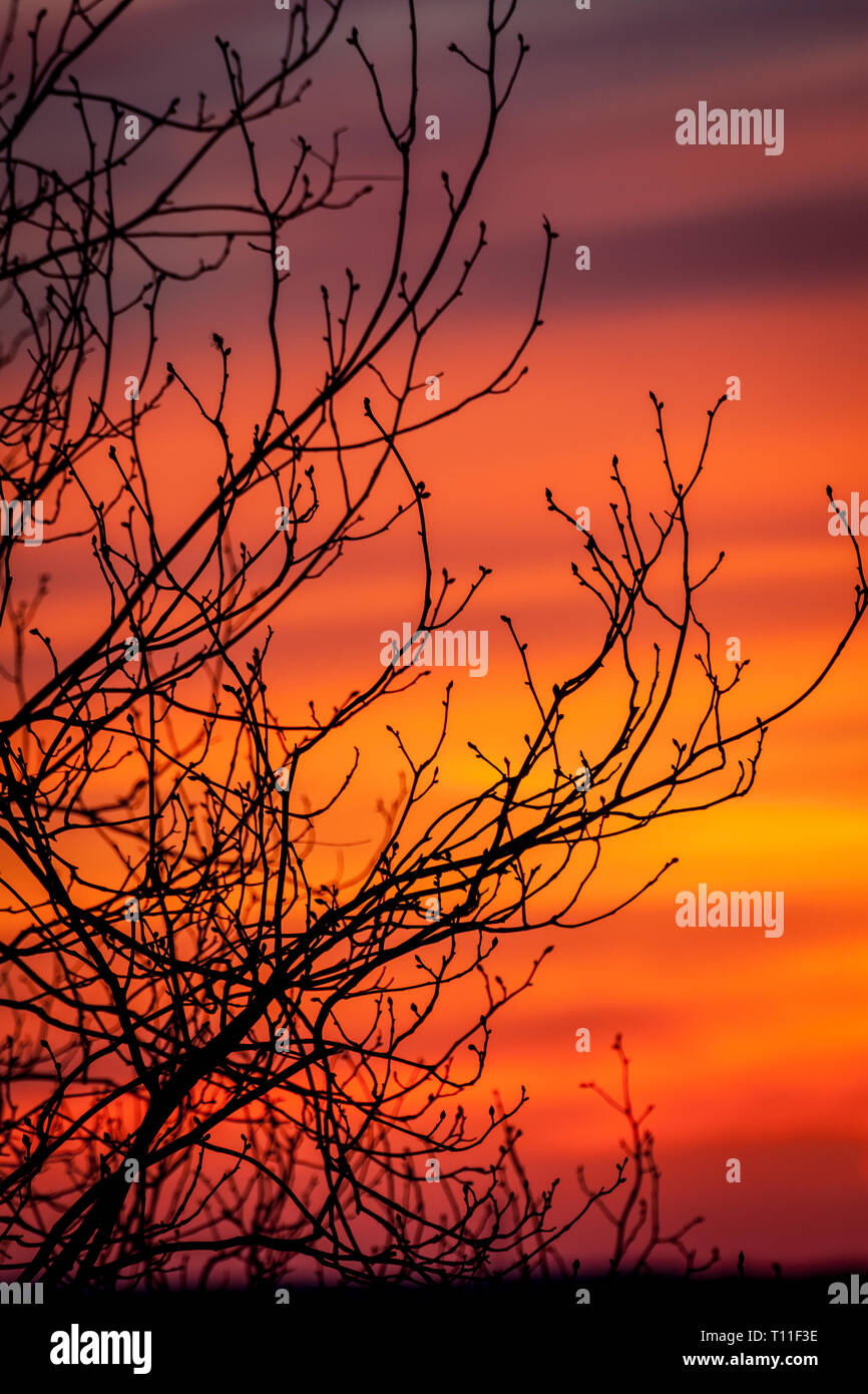 Budding tree branch hi-res stock photography and images - Alamy