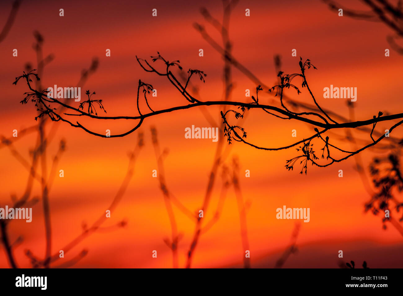 Budding tree branch hi-res stock photography and images - Alamy