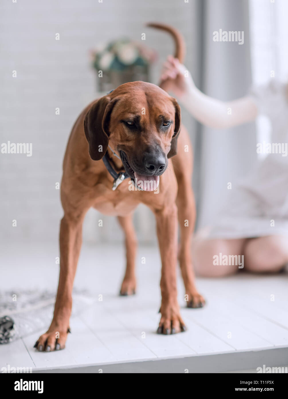 close up. beautiful dog breed Rhodesian Ridgeback Stock Photo - Alamy
