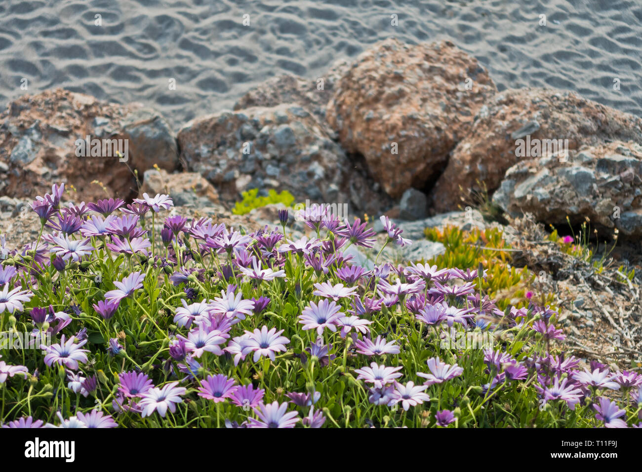Purple flower crete greece hi-res stock photography and images - Alamy