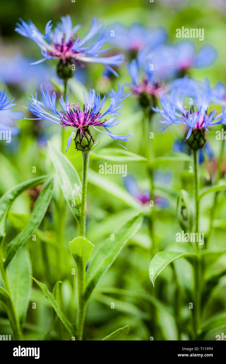 A group of Centaurea montana, Mountain Bluet, with one highlighted in ...