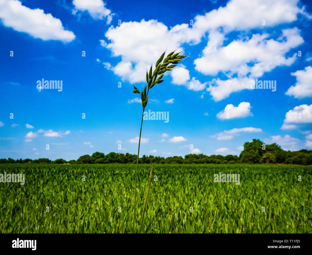 Beautiful Summer Fields Stock Photo - Alamy