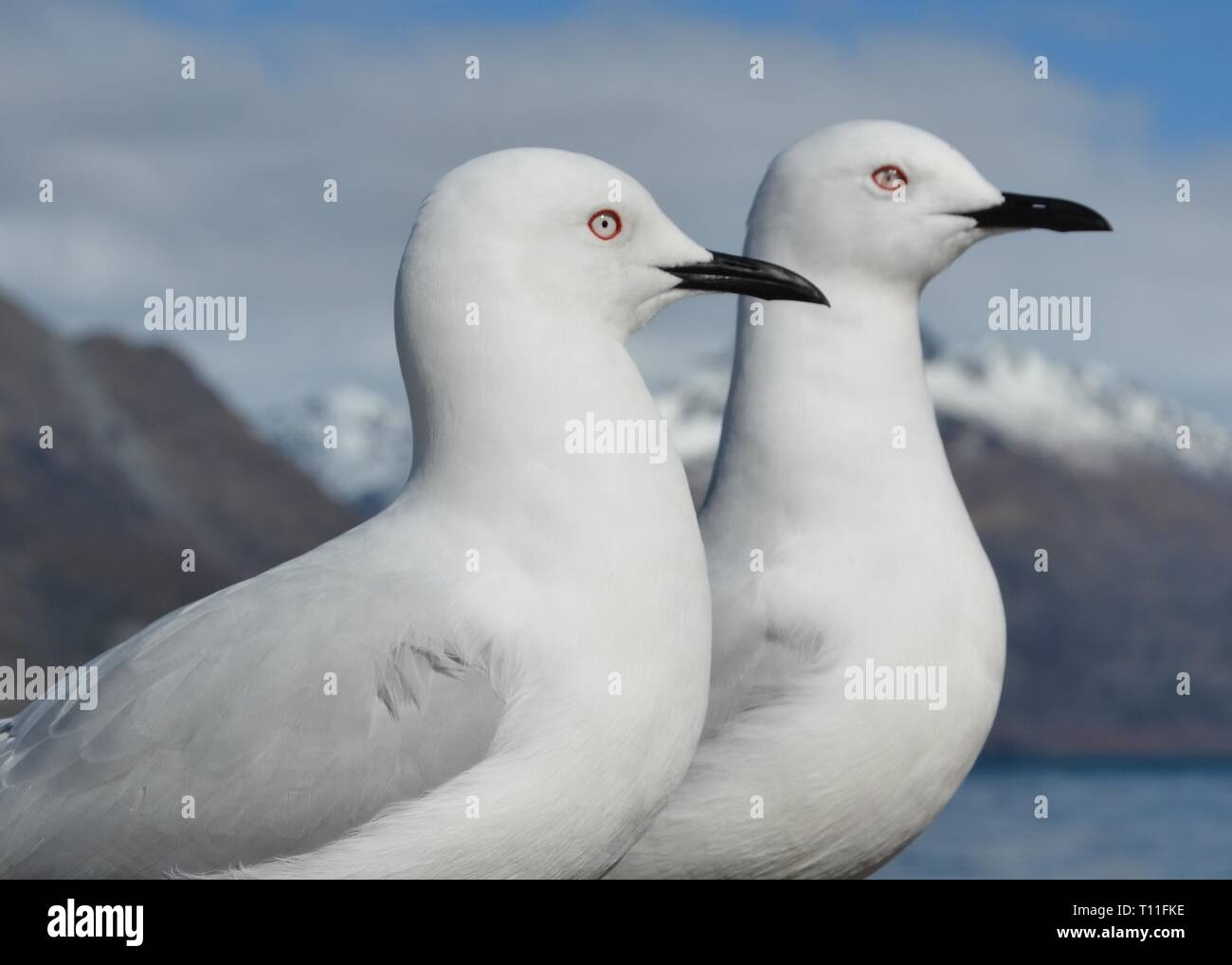 Two black billed gulls hi-res stock photography and images - Alamy