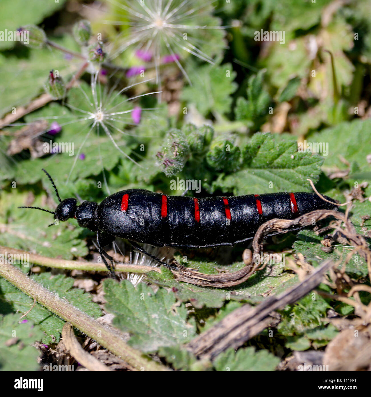 Black worm in forest Stock Photo - Alamy