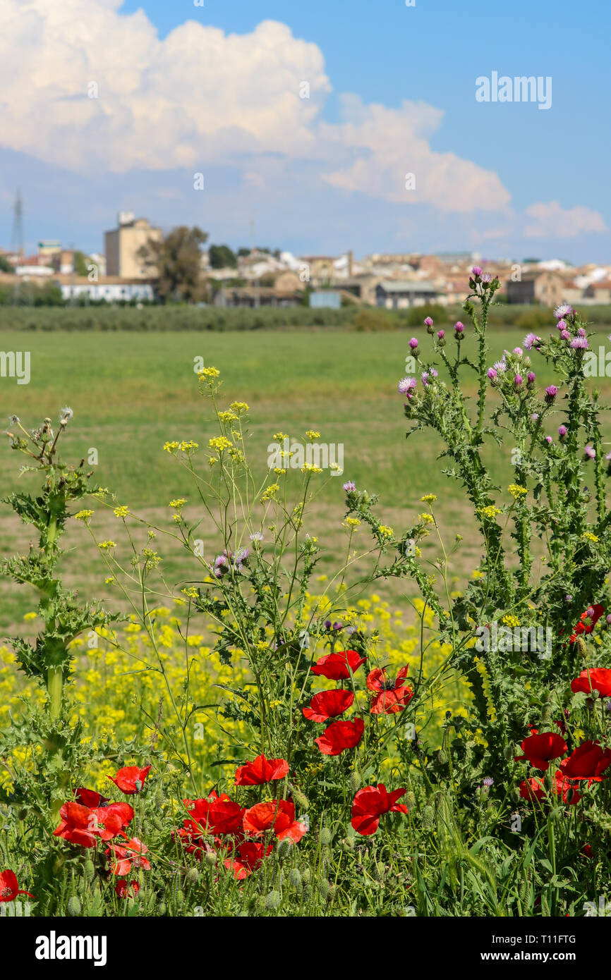 Poppy flowers in front of industrial buildings Stock Photo - Alamy