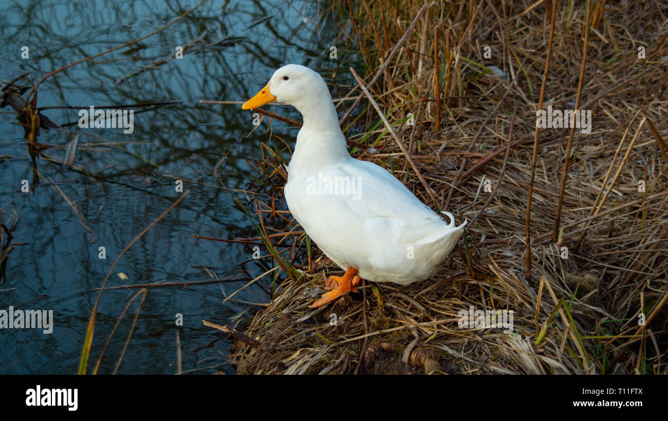 Large Heavy White Aylesbury, Pekin.Peking Ducks, white feathers and ...