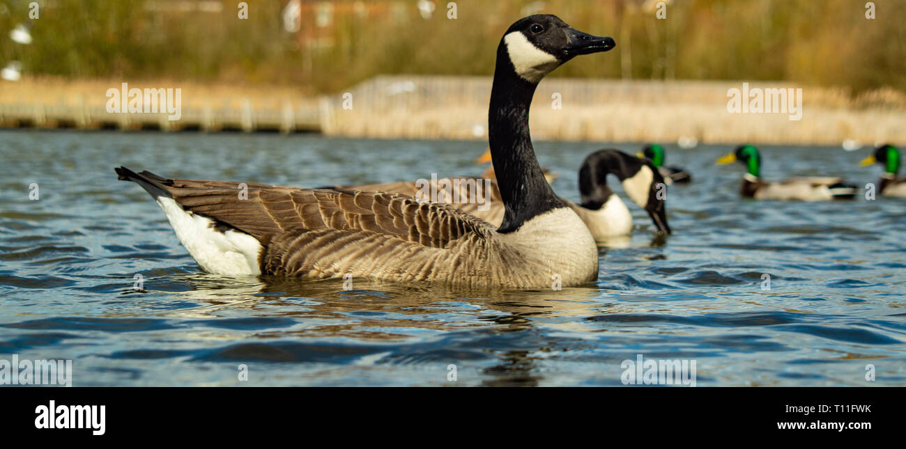 Large Canadian Goose close up at water level Stock Photo - Alamy
