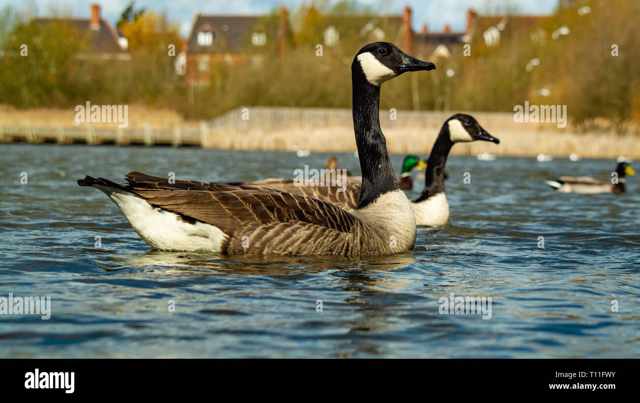 Large Canadian Goose close up at water level Stock Photo - Alamy