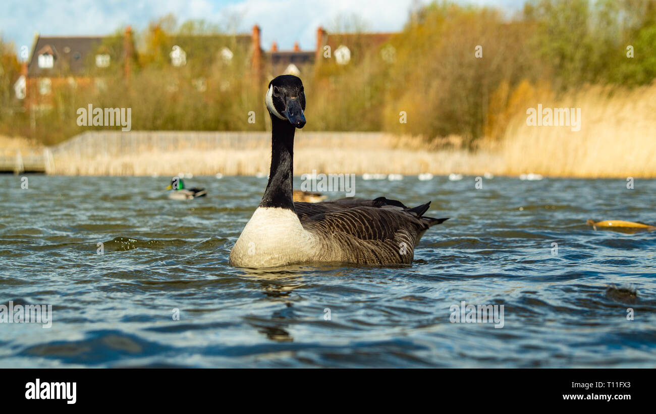 Large Canadian Goose close up at water level Stock Photo - Alamy