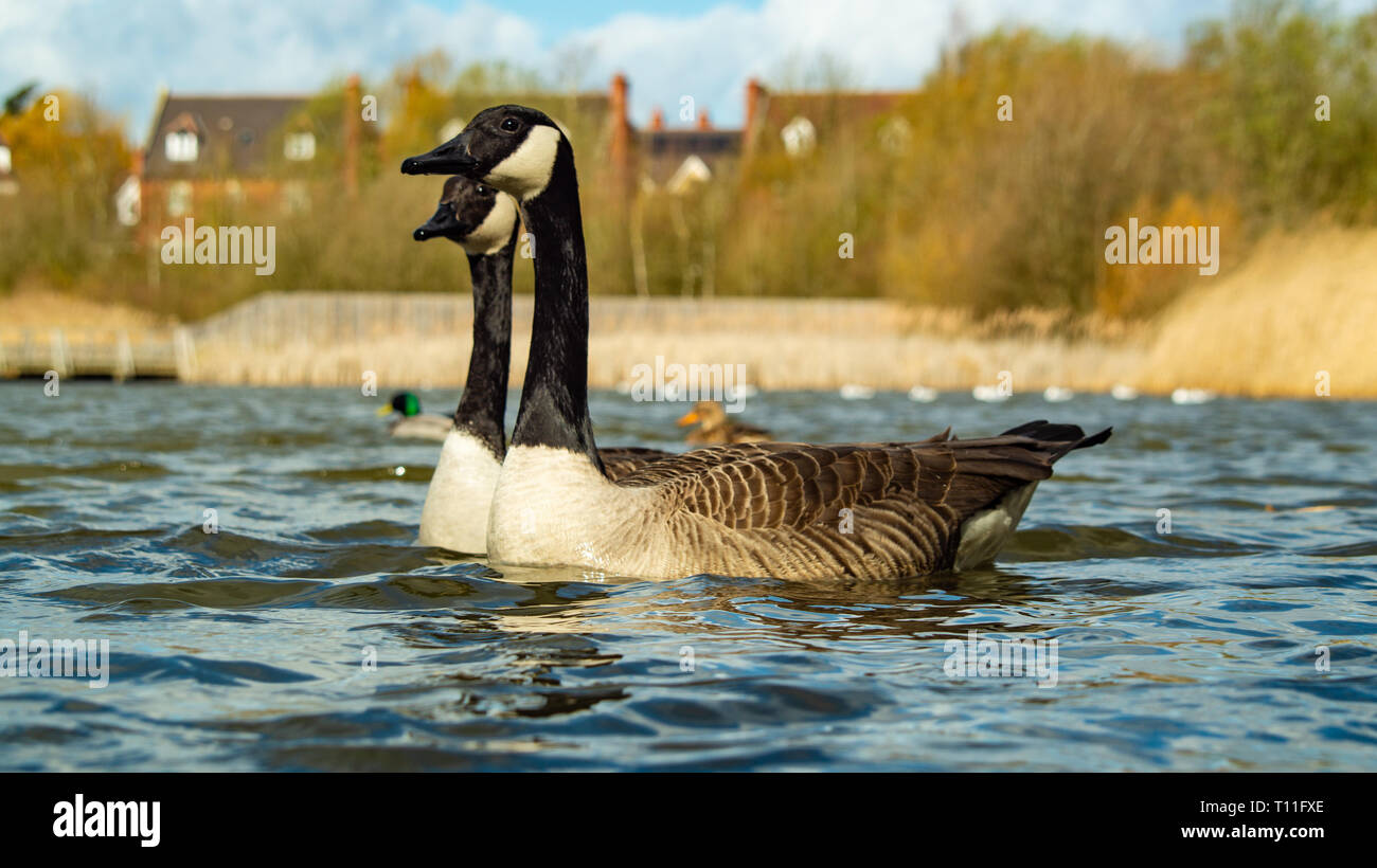 Large Canadian Goose close up at water level Stock Photo - Alamy