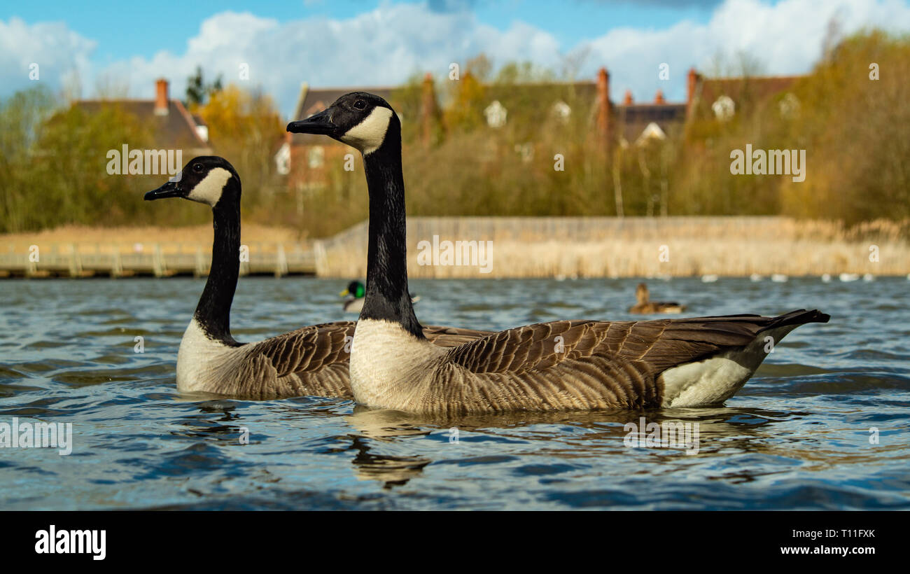 Large Canadian Goose close up at water level Stock Photo - Alamy