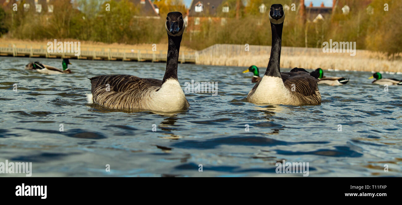 Large Canadian Goose close up at water level Stock Photo - Alamy