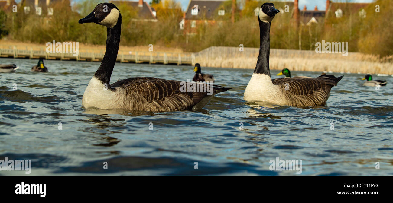Large Canadian Goose close up at water level Stock Photo - Alamy