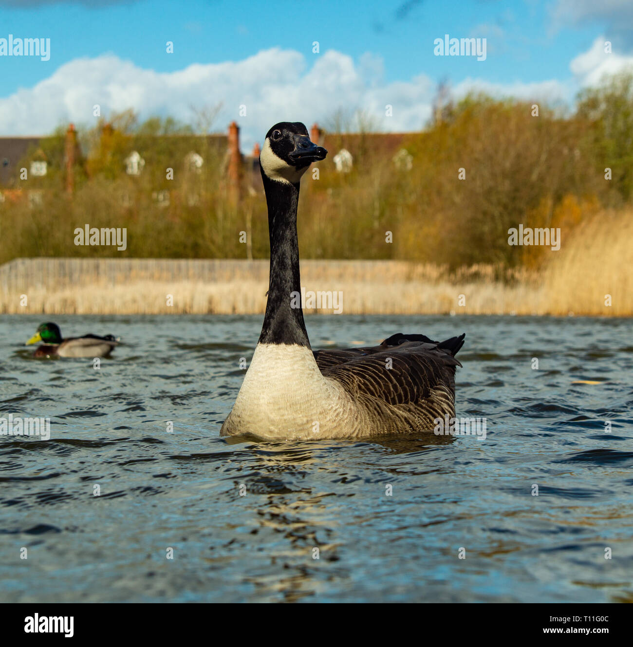 Large Canadian Goose close up at water level Stock Photo - Alamy