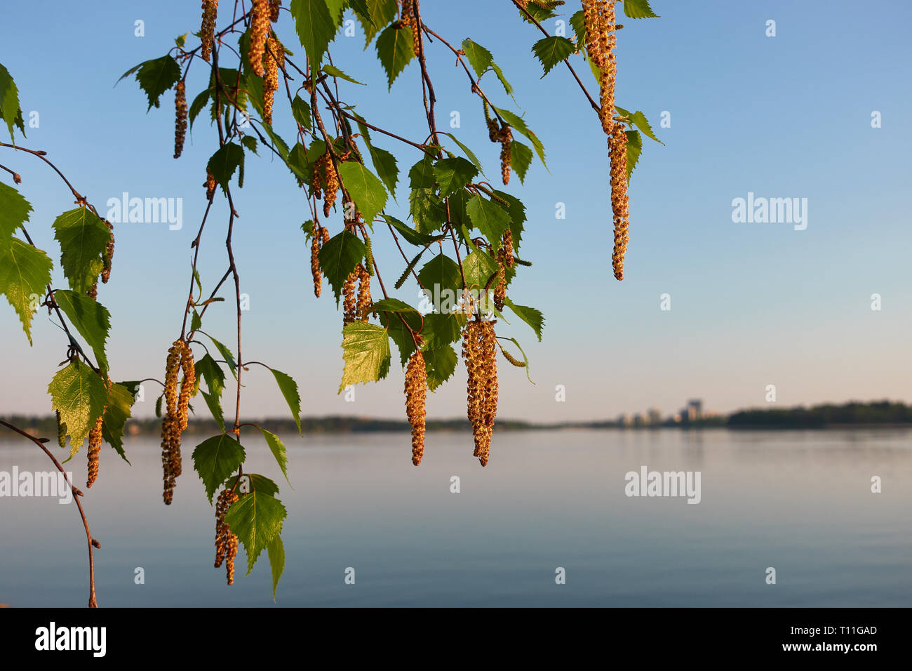 Birch tree catkins and fresh green leaves with small aphids in leaves ...