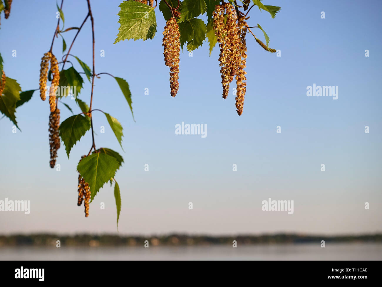 Birch with catkins hi-res stock photography and images - Alamy