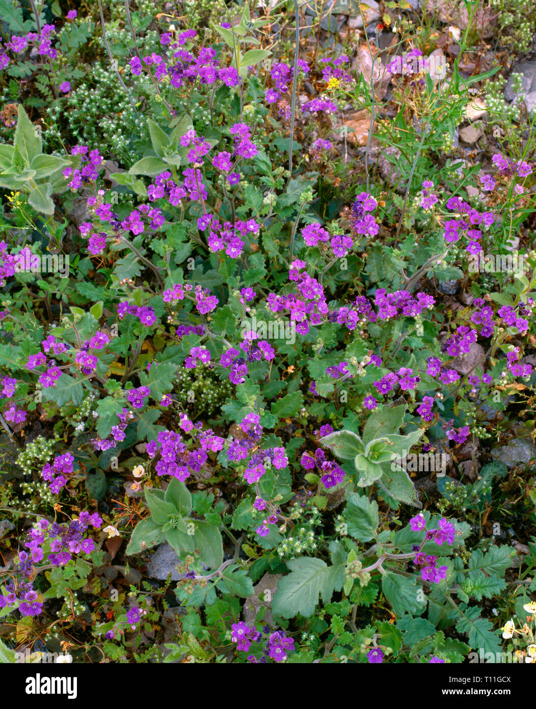USA, California, Death Valley National Park, Notch-leaf phacelia ...