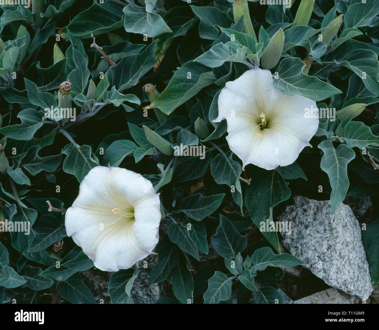 Sacred datura hi-res stock photography and images - Alamy
