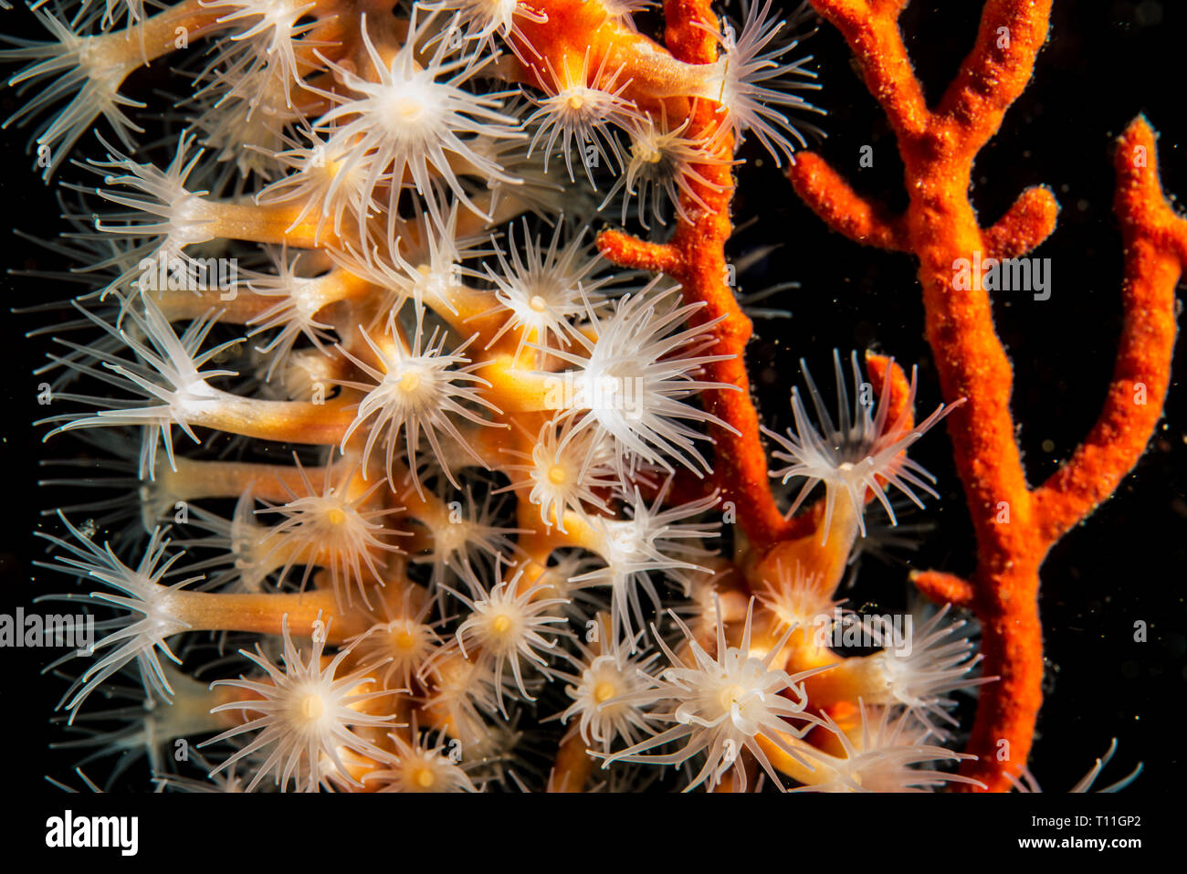 Polyps of yellow cluster anemone (Parazoanthus axinellae Stock Photo ...