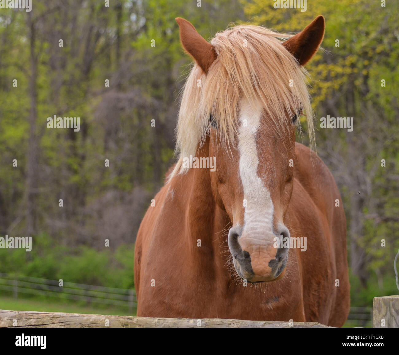 Large work horse in pasture slowly walking toward the camera Stock ...