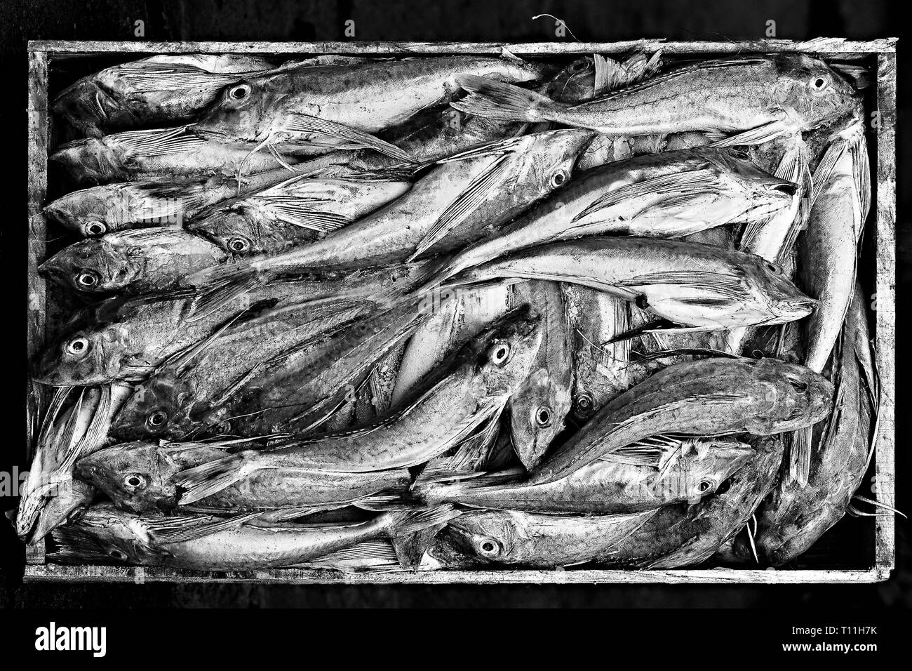 A box Black and White Stock Photos & Images - Alamy