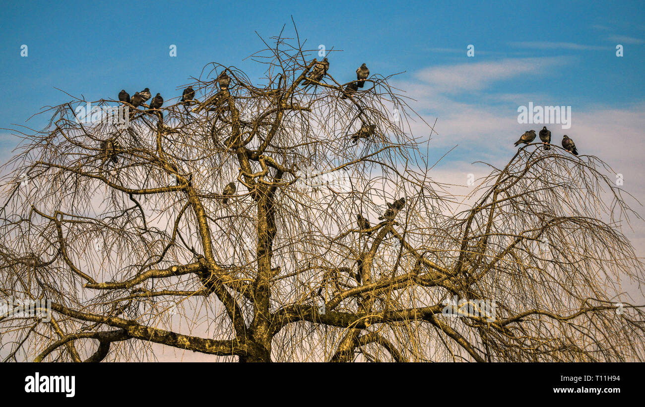 winter tree with birds Stock Photo - Alamy