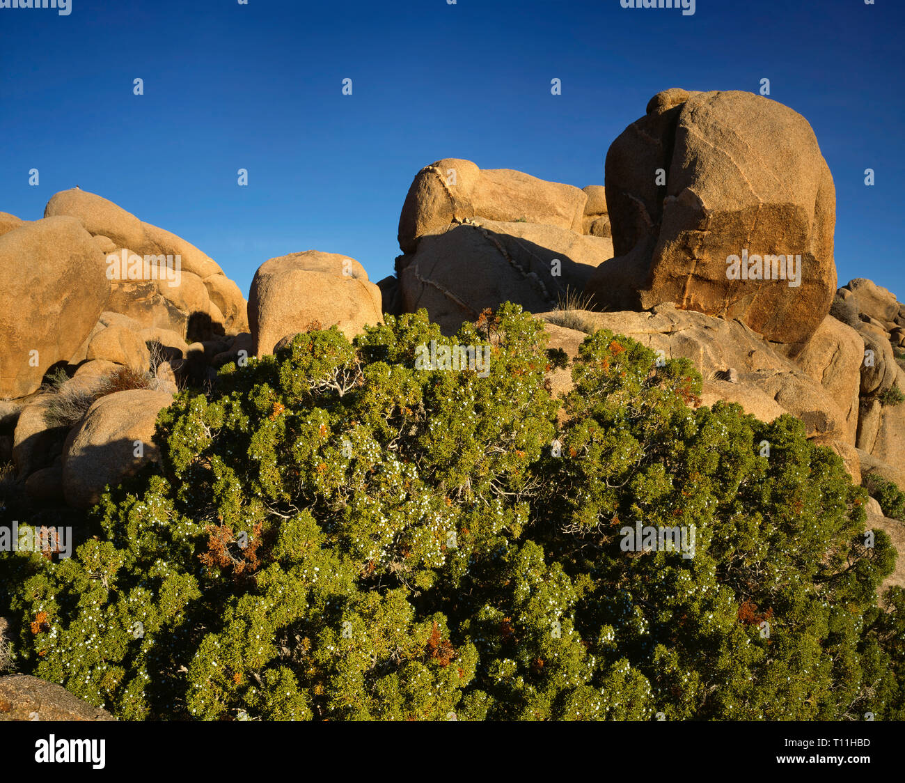 California juniper hi-res stock photography and images - Alamy
