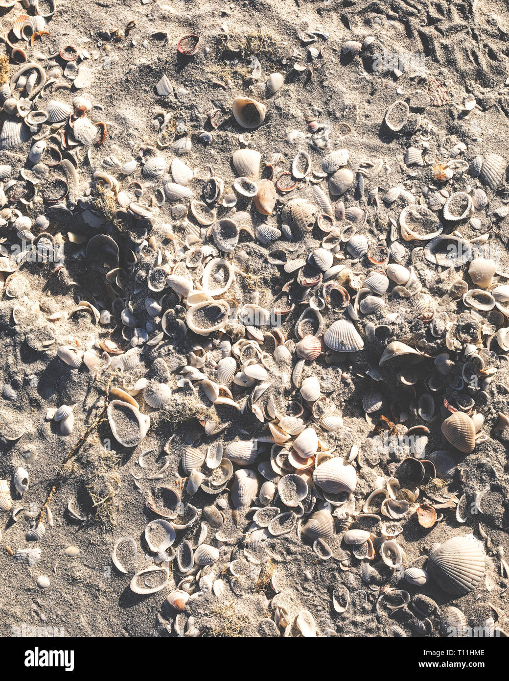 Sanibel island florida and shells hi-res stock photography and images ...