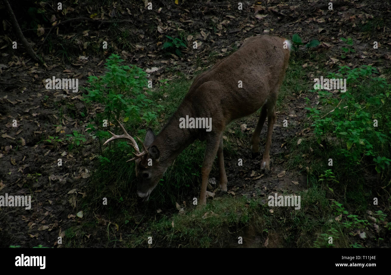 Strong deer hi-res stock photography and images - Alamy